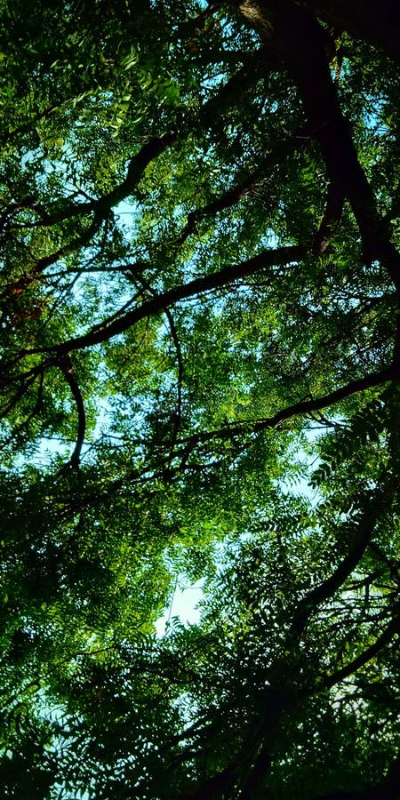 Tree stock image. Image of edited, leaf, tree, blue - 135200841