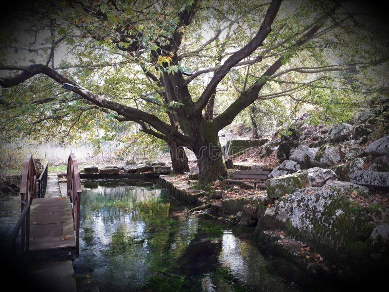 Tree stock photo. Image of balance, tree, water, green - 135888044