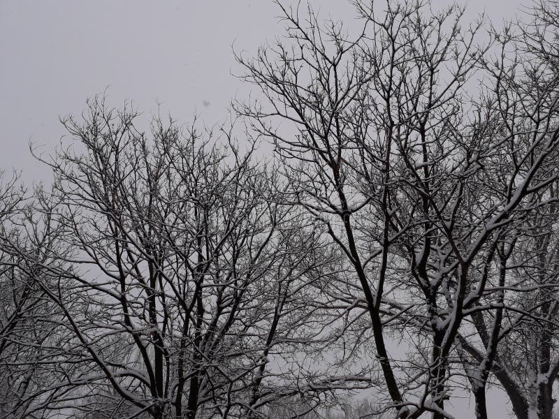 Tree stock photo. Image of winter, cloud, zima, tree - 136278446