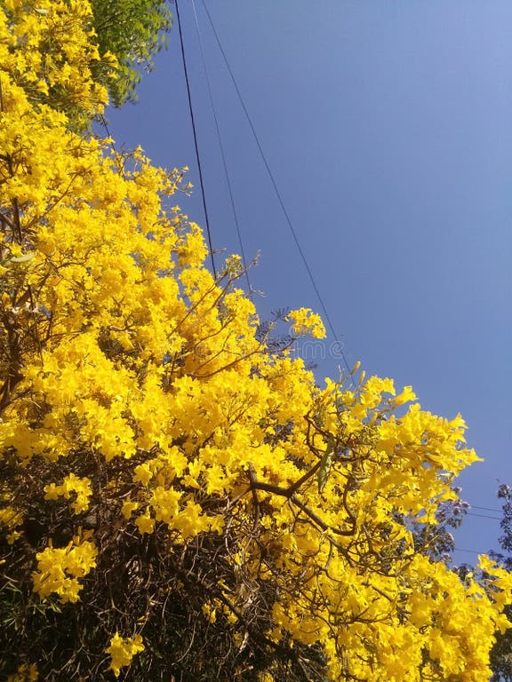 Tree stock image. Image of looks, flower, tree, color - 136853635