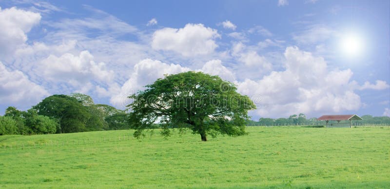 Tree stock image. Image of middle, nature, grass, landscape - 14180137