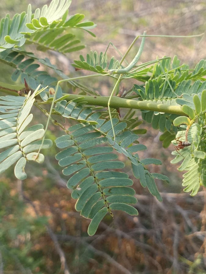 Tree stock image. Image of green, natural, trent, tree - 143472665