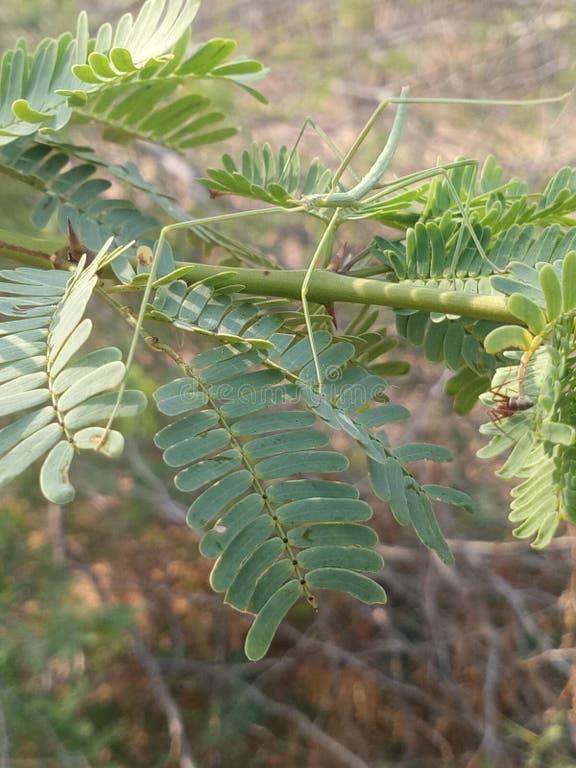 Tree stock image. Image of green, natural, trent, tree - 143472665