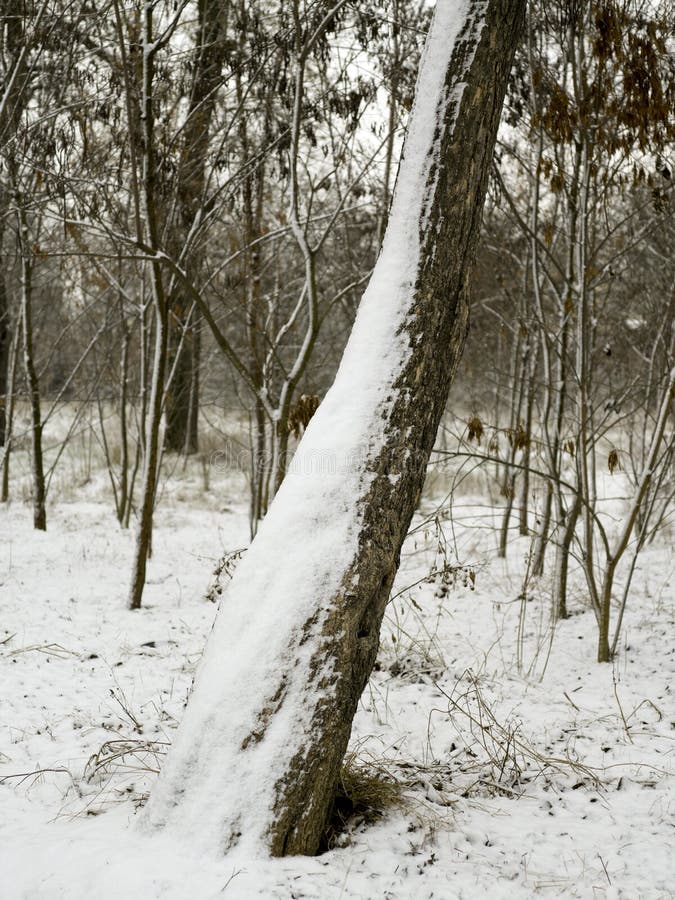 Tree stock image. Image of snow, sapless, leaves, fallen - 14765703