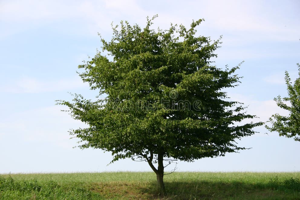 Tree stock photo. Image of landscape, colorful, huhu, green - 15330