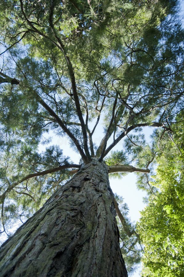 Looking Up the Trunk of a Tall Pine Tree Stock Image - Image of forest ...