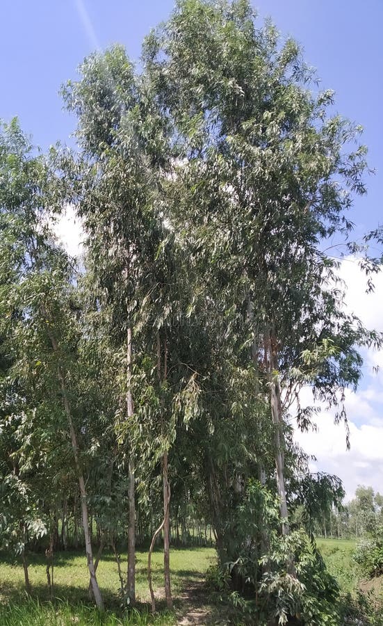 UK liptis Tree & grass stock image. Image of places - 156819141