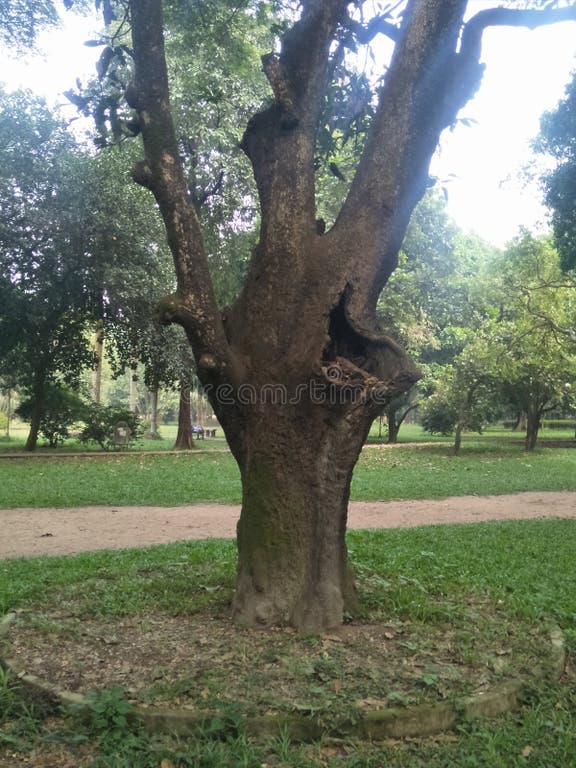 Tree stock image. Image of bangladesh, tree, bangla - 157759907