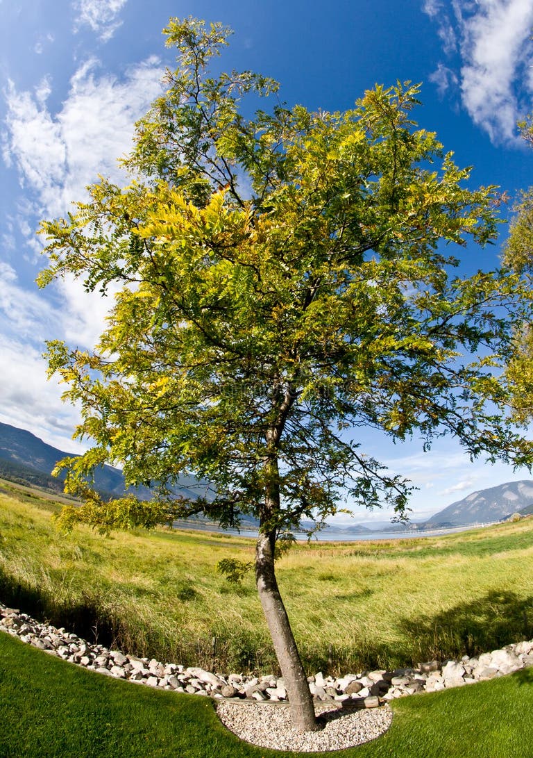 10,970 Lakeshore Tree Stock Photos - Free & Royalty-Free Stock Photos ...