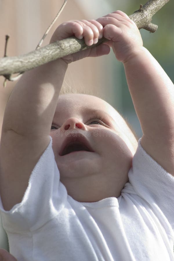 In a Tree stock photo. Image of adventure, baby, limb, climb - 170916