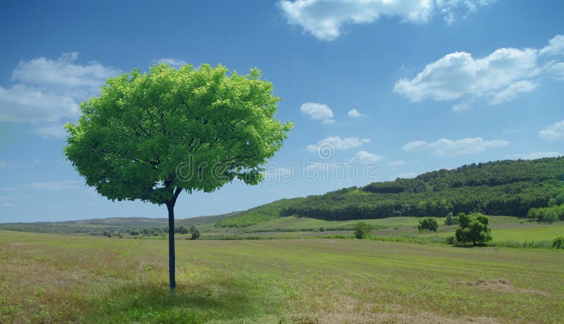 Spring trees stock photo. Image of summer, line, spring - 9050770