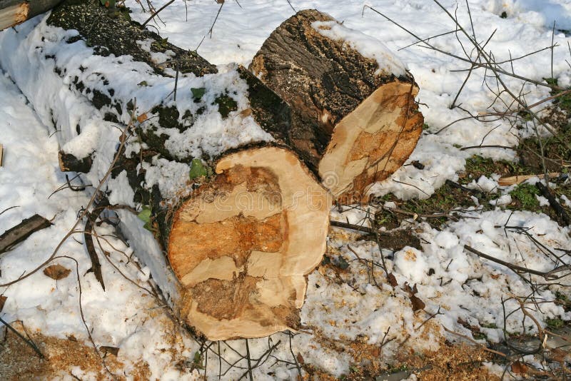 Tree stock photo. Image of chop, mountain, green, culture - 18285512