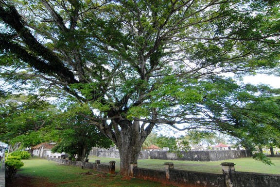 Tree stock image. Image of emptiness, peaceful, leaves - 18618029