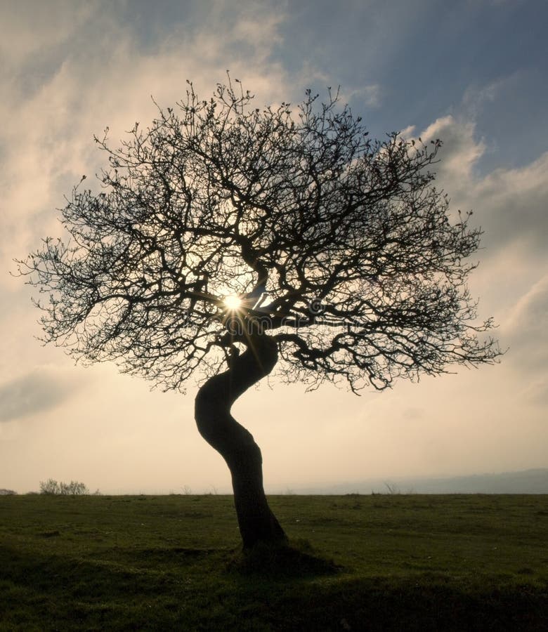 518 Bent Tree Silhouette Stock Photos - Free & Royalty-Free Stock ...