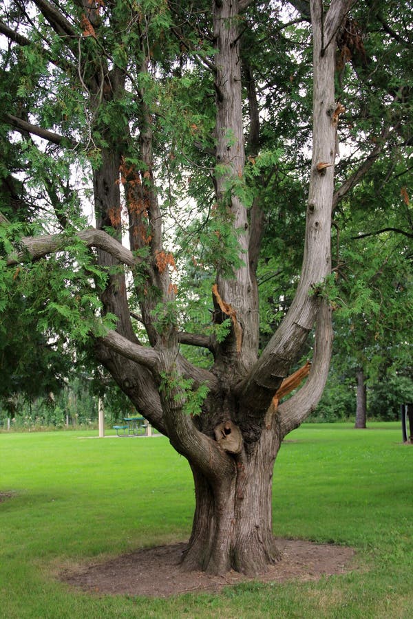 An Old and Twisted Tree Trunk Stock Image - Image of twisted, distorted ...