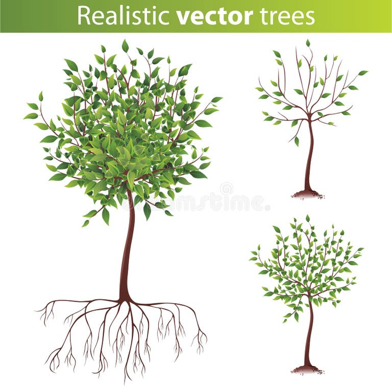 Realistic Tree Roots Stock Illustrations – 1,435 Realistic Tree Roots ...