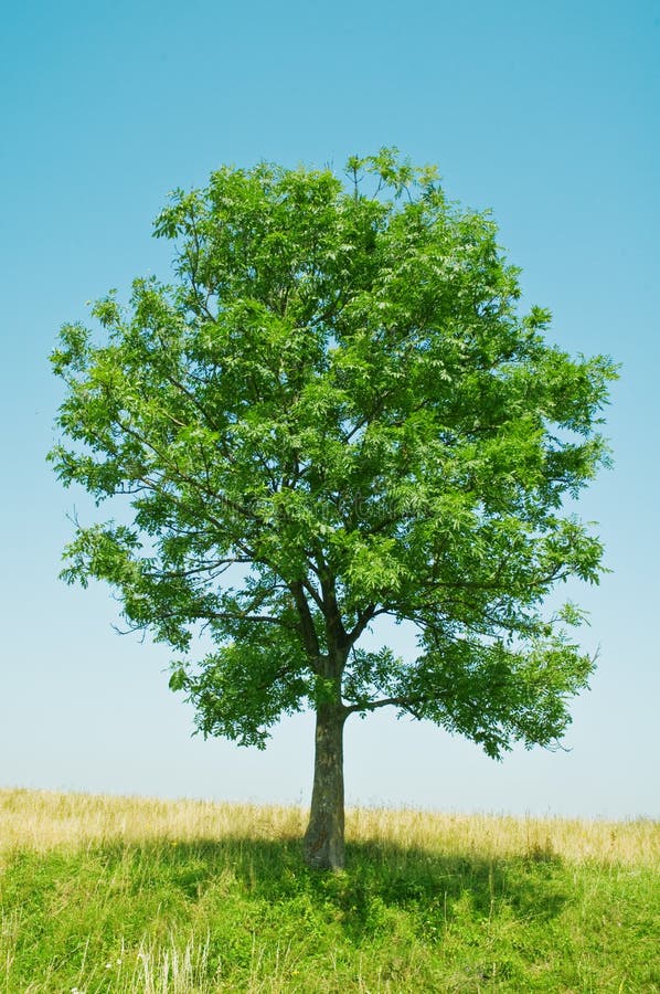 Lonely tree stock image. Image of lone, tree, outside - 16784367