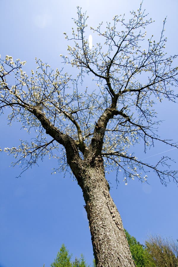 Boojum Tree stock image. Image of plant, arizona, blue - 59752683
