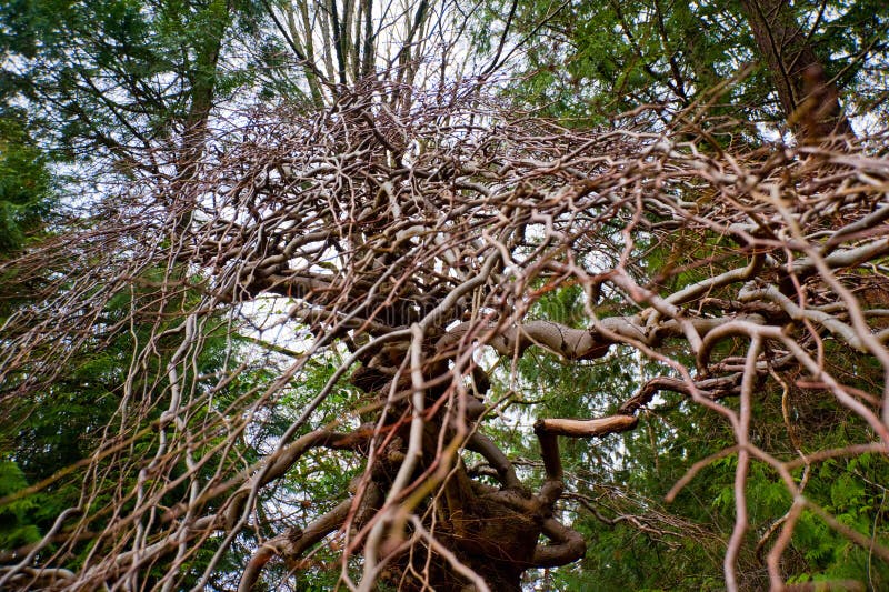 Tree stock photo. Image of branch, wavy, entangled, arboretum - 24735100
