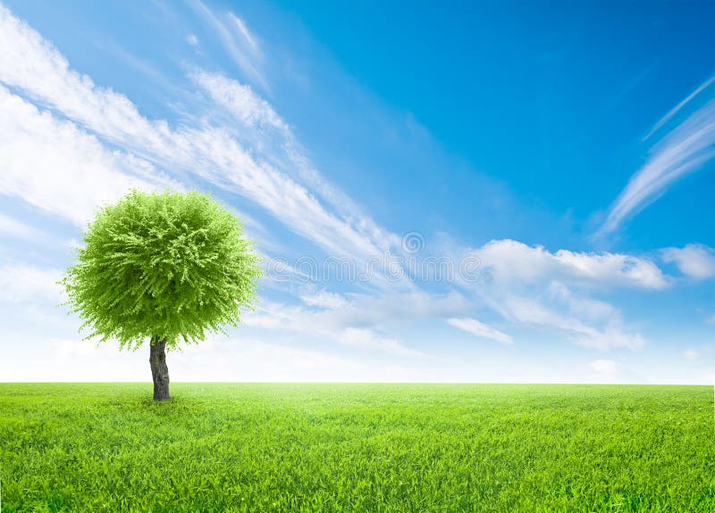 Tree stock photo. Image of peace, mighty, peaceful, season - 24875472