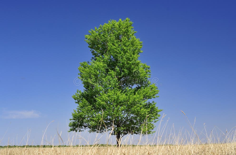 A tree stock image. Image of plant, tree, quiet, sunny - 25303707