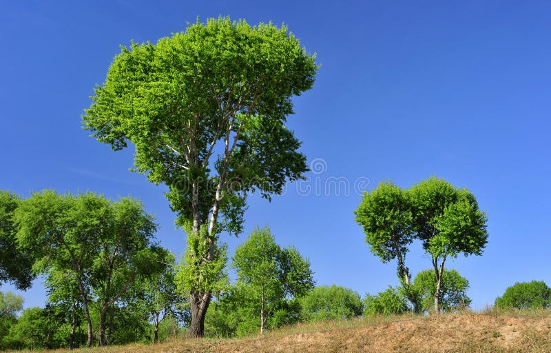 A tree stock photo. Image of outdoor, clean, poplar, green - 25312822