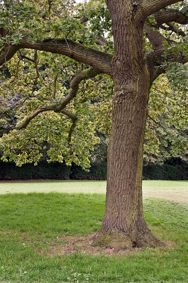 Tree stock image. Image of northampton, tree, park, forest - 26712323