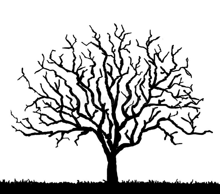 Tree No Leaves Drawing Stock Illustrations – 571 Tree No Leaves Drawing ...