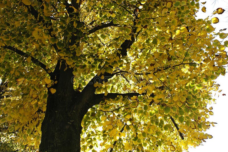 Tree stock image. Image of landscape, backlight, rural - 2837809