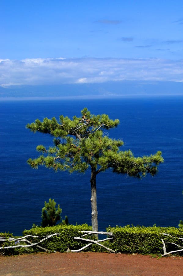 Tree stock image. Image of tree, landscape, nature, ocean - 289667