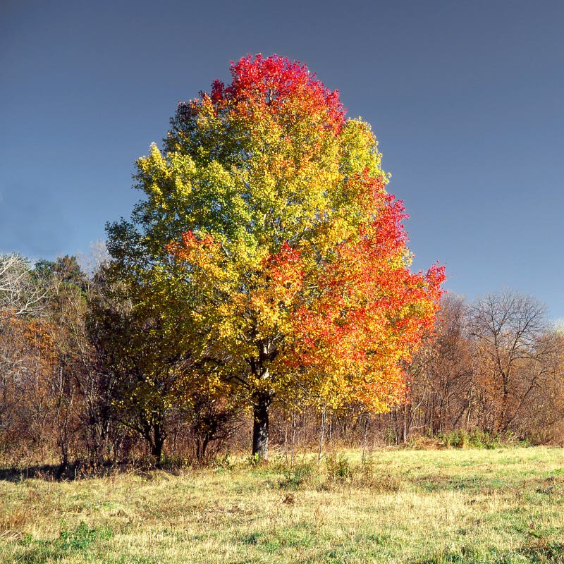 Tree stock photo. Image of nature, tree, country, blue - 3574366