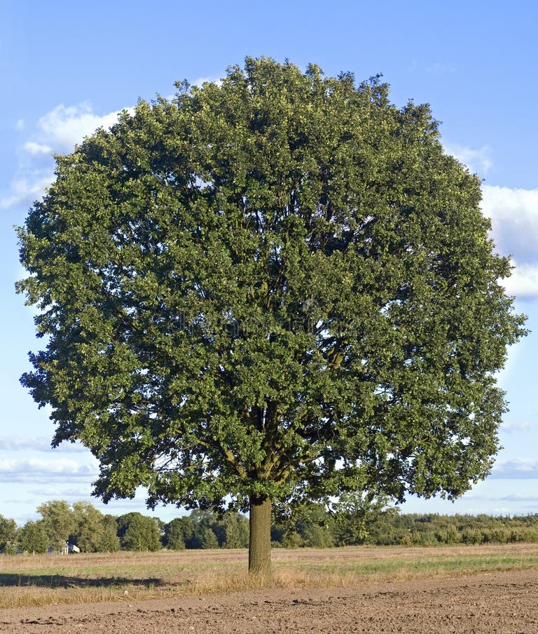 253 Trace Oak Tree Stock Photos - Free & Royalty-Free Stock Photos from ...