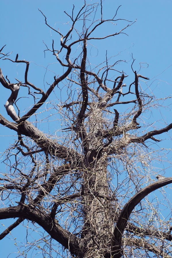 5,116 Withered Tree Sky Stock Photos - Free & Royalty-Free Stock Photos ...