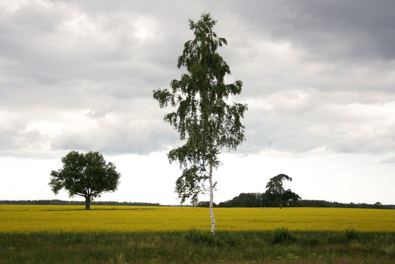 246 Wispy Tree Flowers Stock Photos - Free & Royalty-Free Stock Photos ...