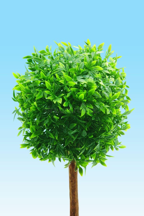 Tree stock image. Image of bonzai, small, stems, botany - 6158747