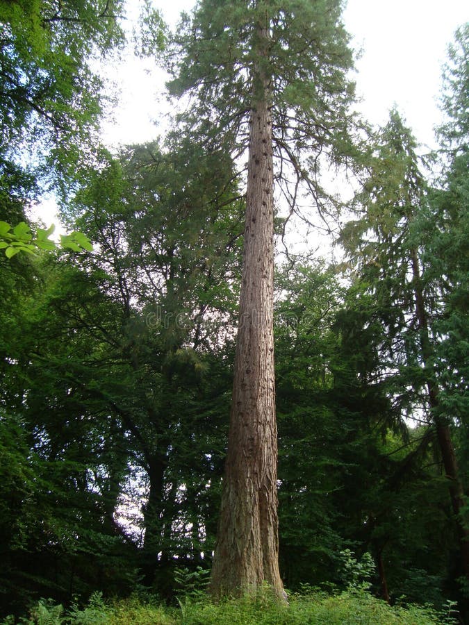 Tree stock photo. Image of highlands, tallest, tall, scotland - 65206090