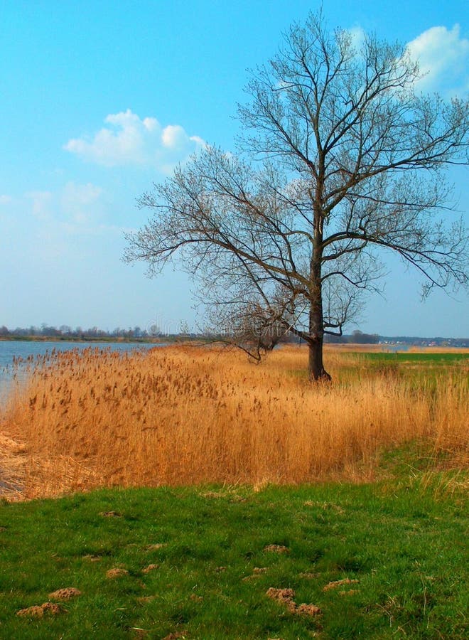 Landscape with apple tree stock image. Image of apple - 2502403