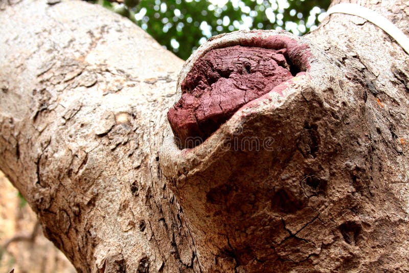 Tree stock image. Image of wood, branch, coloured, tree - 71867609