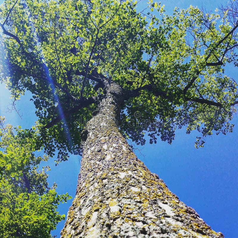 Tree stock image. Image of angle, leaves, wood, tree - 74880703