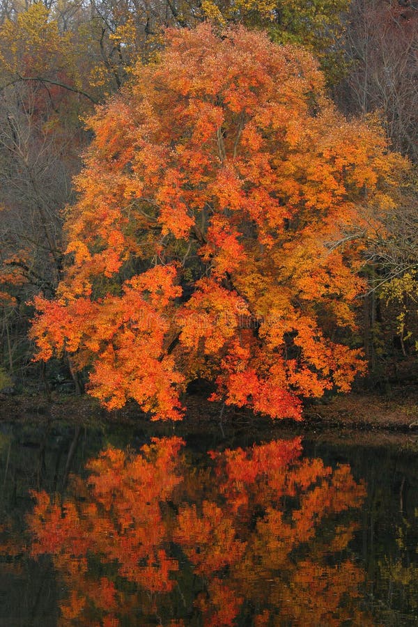Tree stock image. Image of change, reflection, fall, color - 7685293
