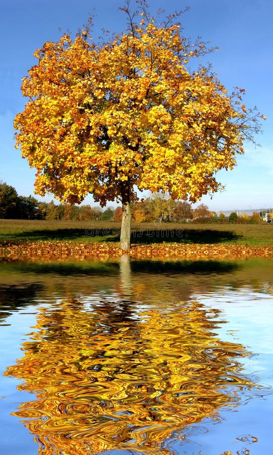 Oak Tree Reflection stock photo. Image of space, wavy - 4990504
