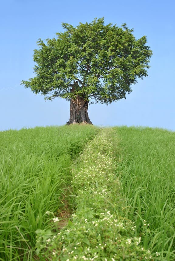 Tree stock image. Image of agricultural, empty, cloud - 8071095