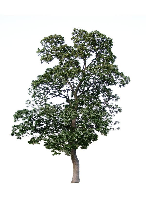 Tree stock image. Image of woods, large, branch, autumn - 833165