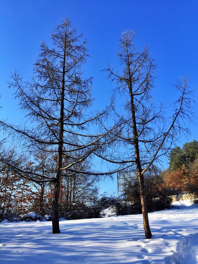 Tree editorial photography. Image of snow, tree, cold - 85022352