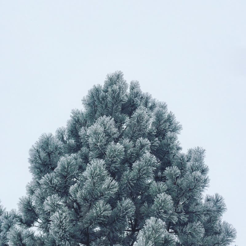 Tree stock photo. Image of spirit, vsco, tree, homeland - 87844530