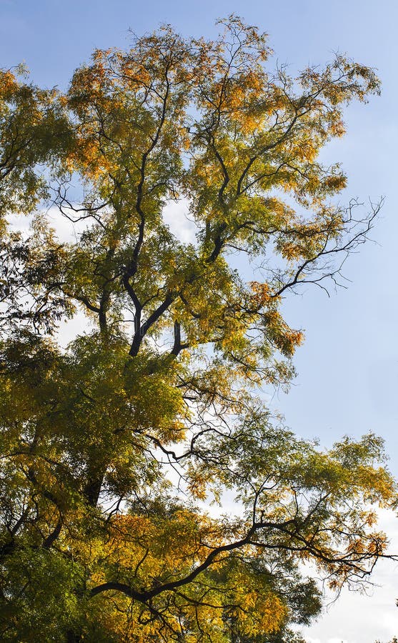 Tree stock photo. Image of yellow, blue, tree, autumn - 87981088