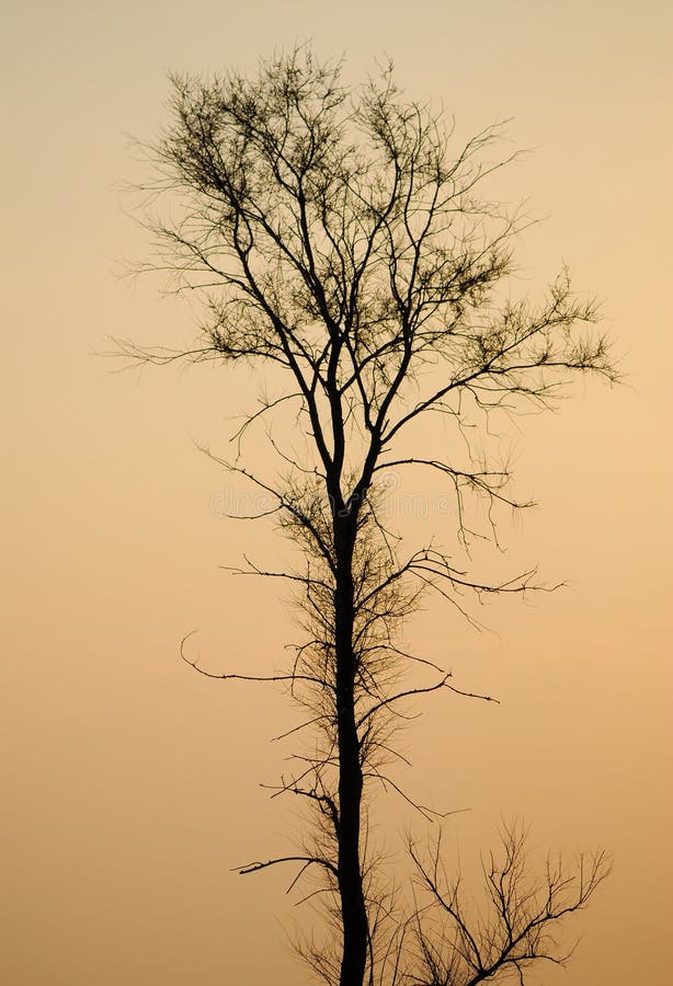 Alone Tree Picture. Image: 2266312