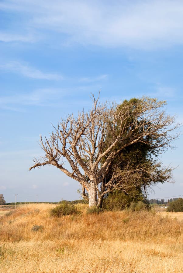 Lonely dry tree stock photo. Image of cereal, natural - 14347764