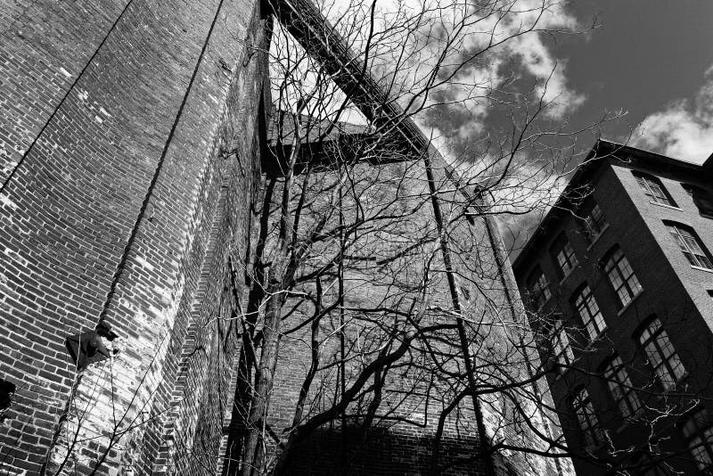 Tree in abandoned mill stock photo. Image of factory - 246265858