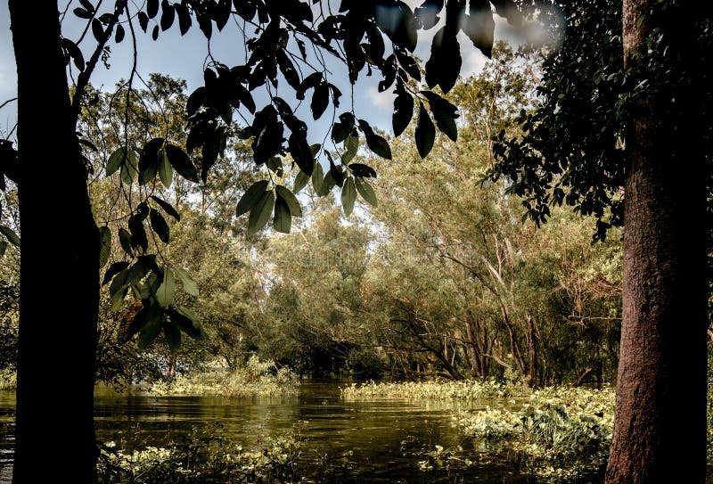 670 Swamp Canopy Stock Photos - Free & Royalty-Free Stock Photos from ...